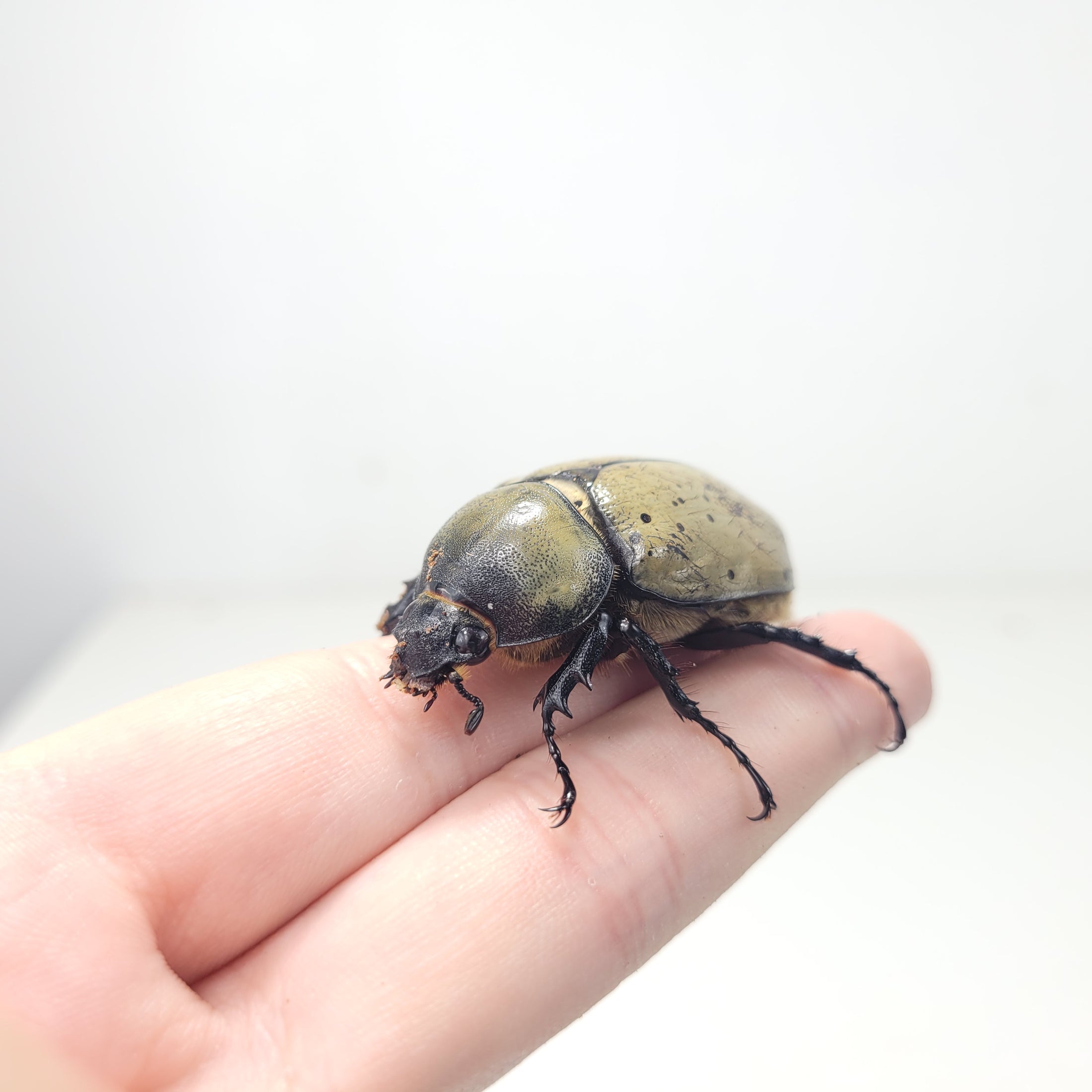 Western Hercules Beetle (Dynastes grantii) – James' Beetle Farm