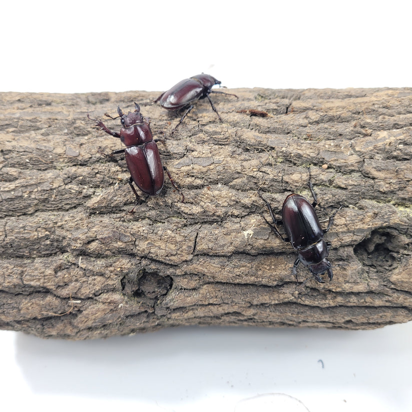 (On Sale!) Elephant Stag Beetle (Lucanus elaphus) – James' Beetle Farm