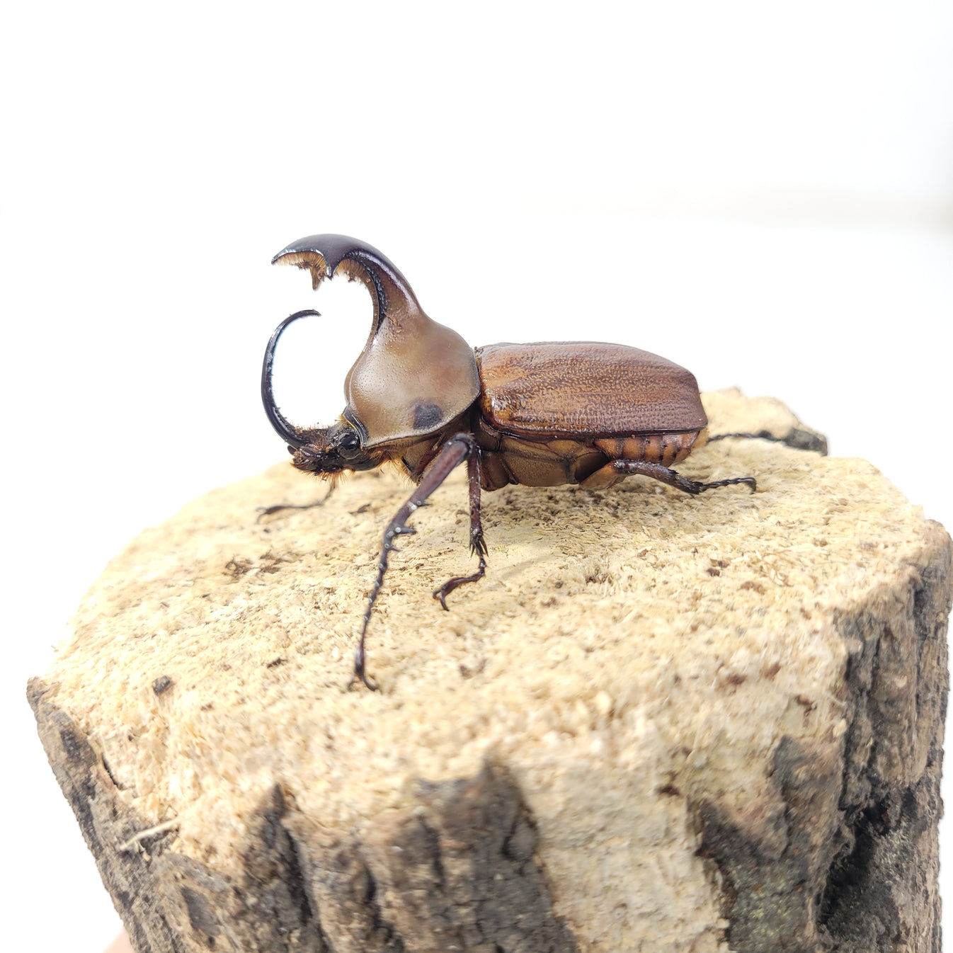 Umbrella Rhino Beetle (Golofa claviger) – James' Beetle Farm