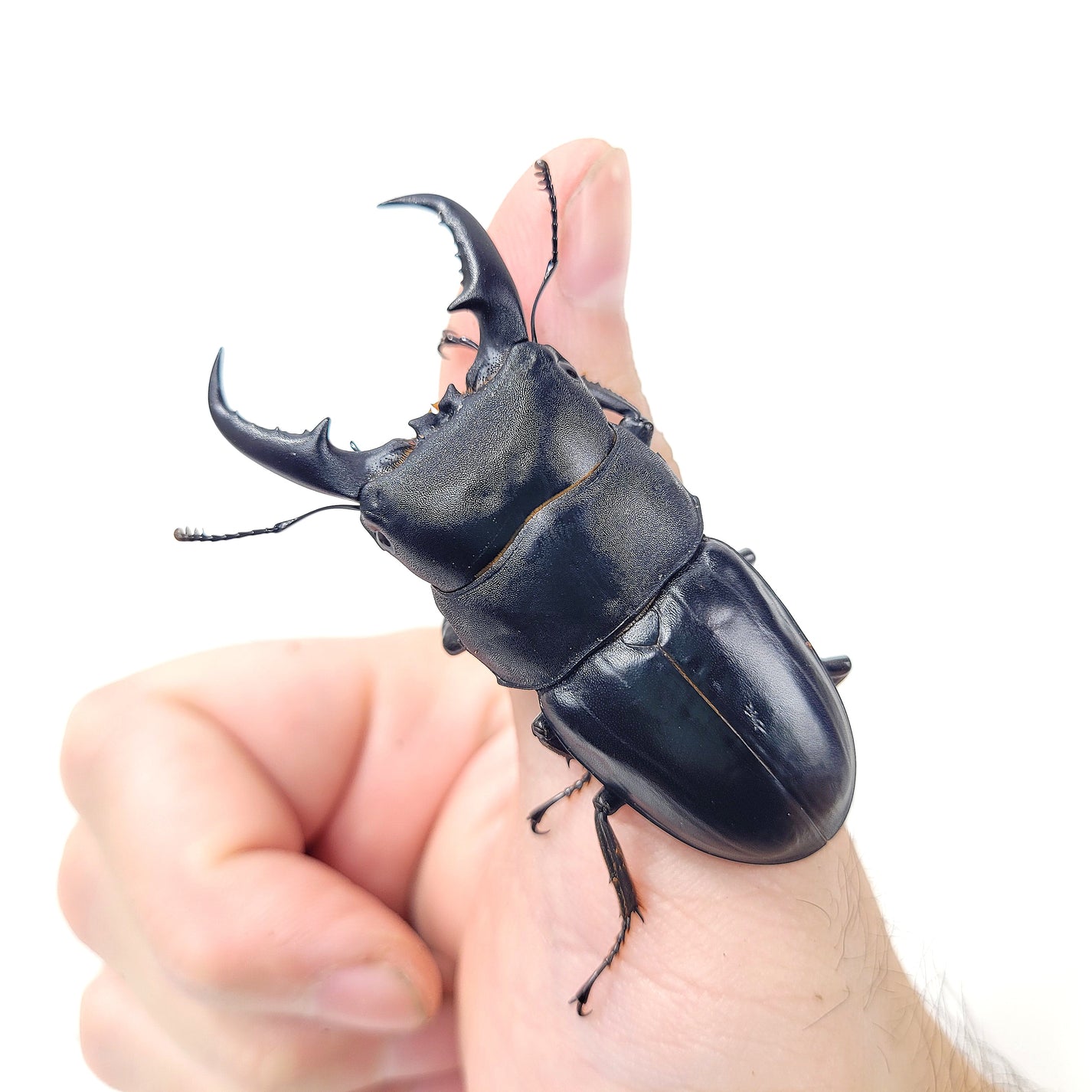Sika Stag Beetle (Dorcus titanus sika) – James' Beetle Farm