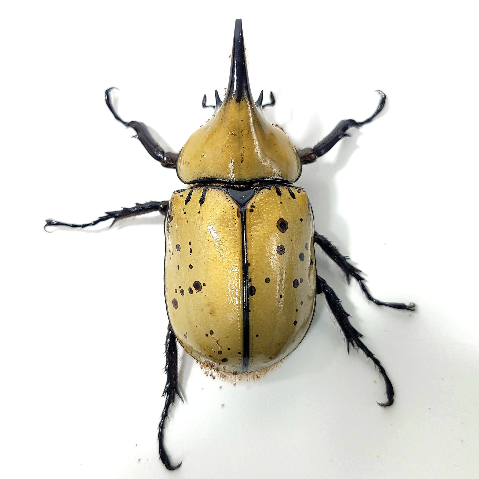 Buy Eastern Hercules Beetle - Exotic Insects for Sale | James' Beetle Farm