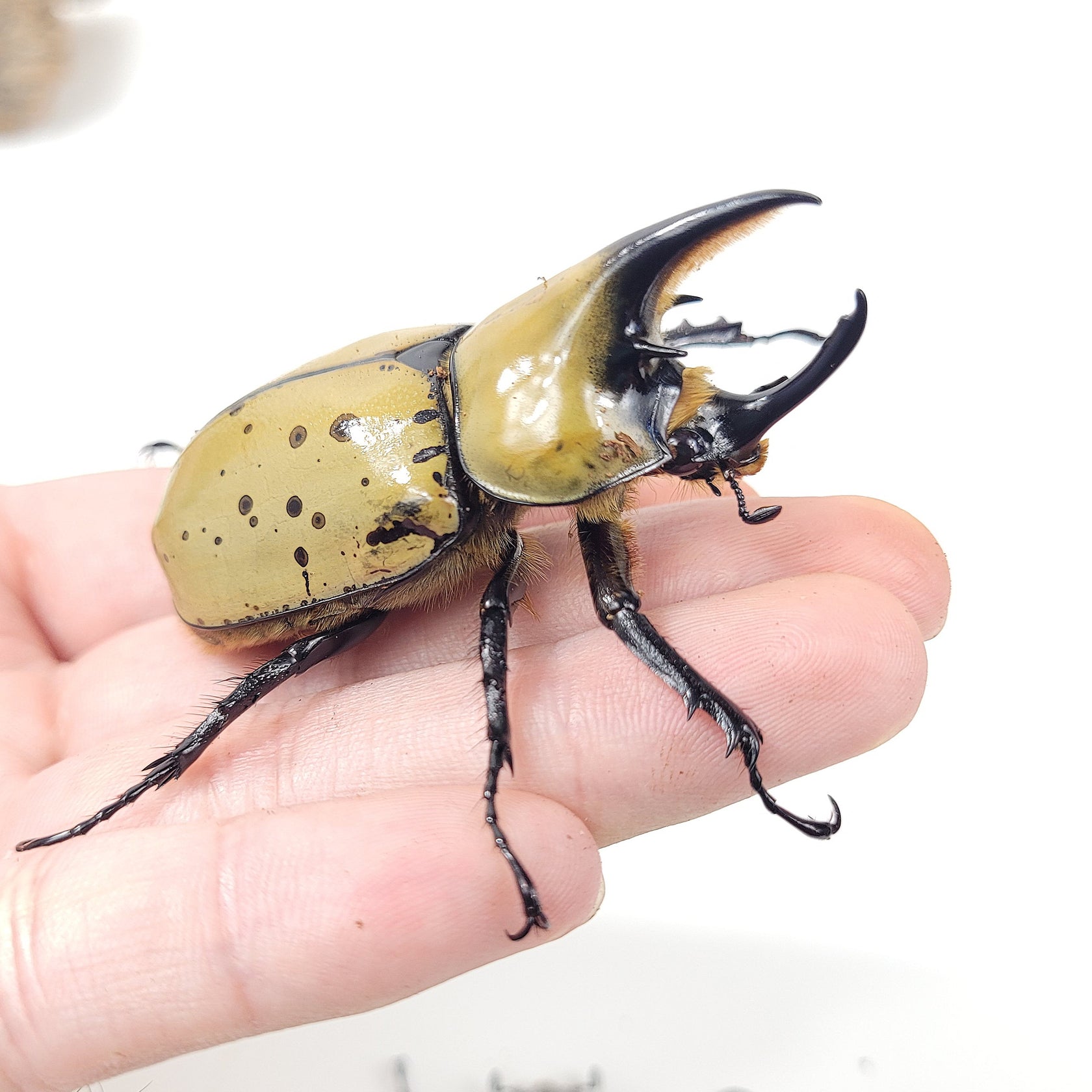 Buy Eastern Hercules Beetle - Exotic Insects for Sale | James' Beetle Farm