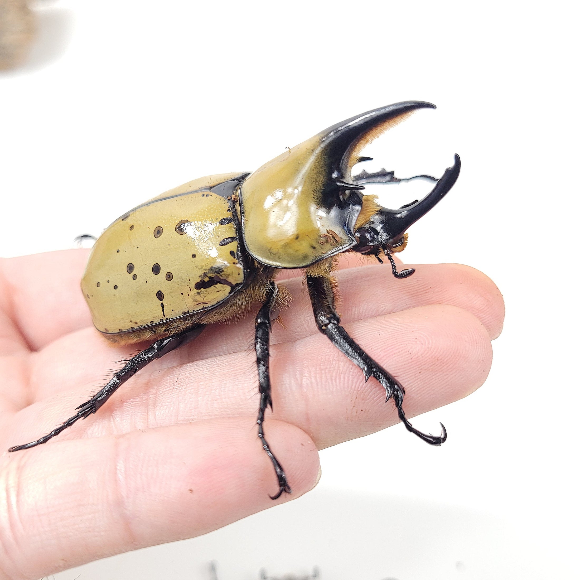 Buy Eastern Hercules Beetle - Exotic Insects for Sale | James' Beetle Farm