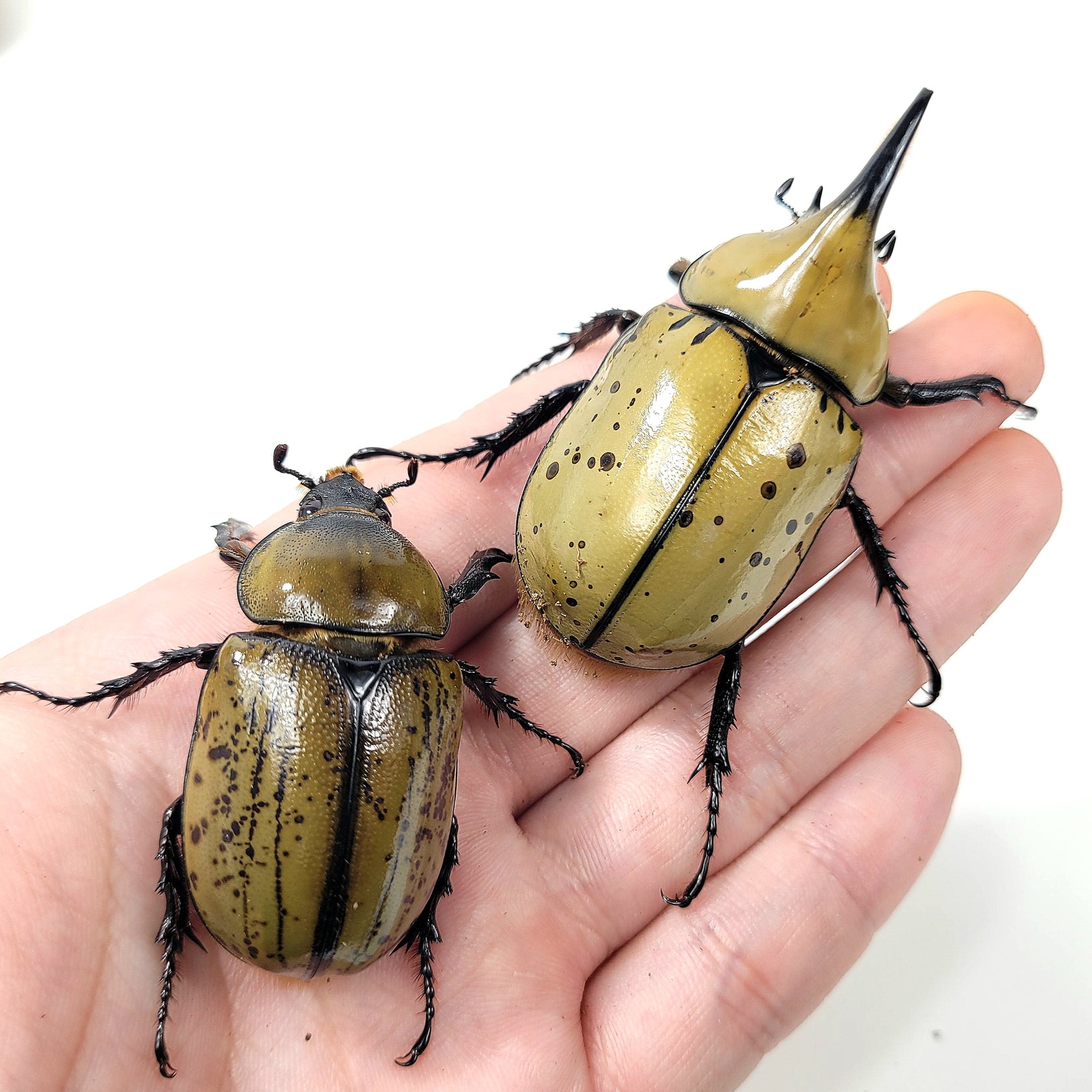 Buy Eastern Hercules Beetle - Exotic Insects for Sale | James' Beetle Farm