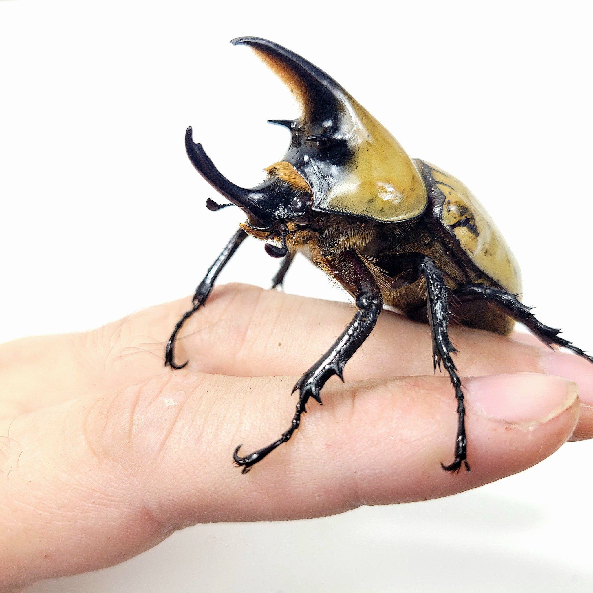 Buy Eastern Hercules Beetle - Exotic Insects for Sale | James' Beetle Farm