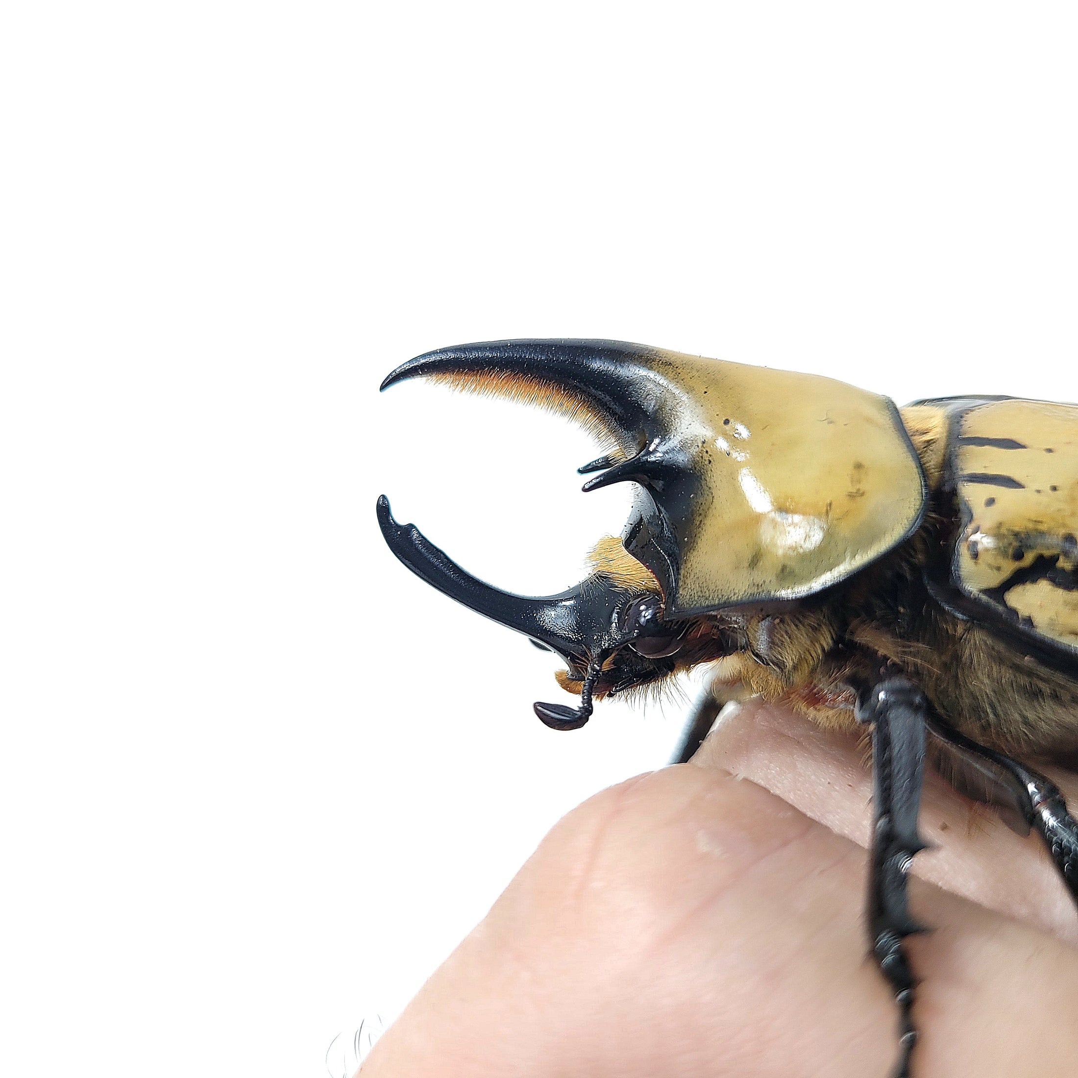 Buy Eastern Hercules Beetle - Exotic Insects for Sale | James' Beetle Farm