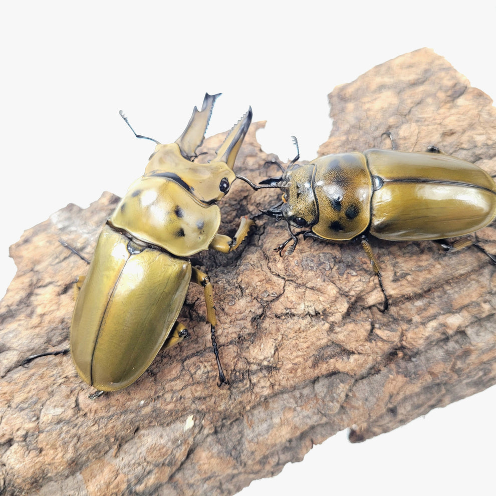 Allotopus moellenkampi babai – James' Beetle Farm