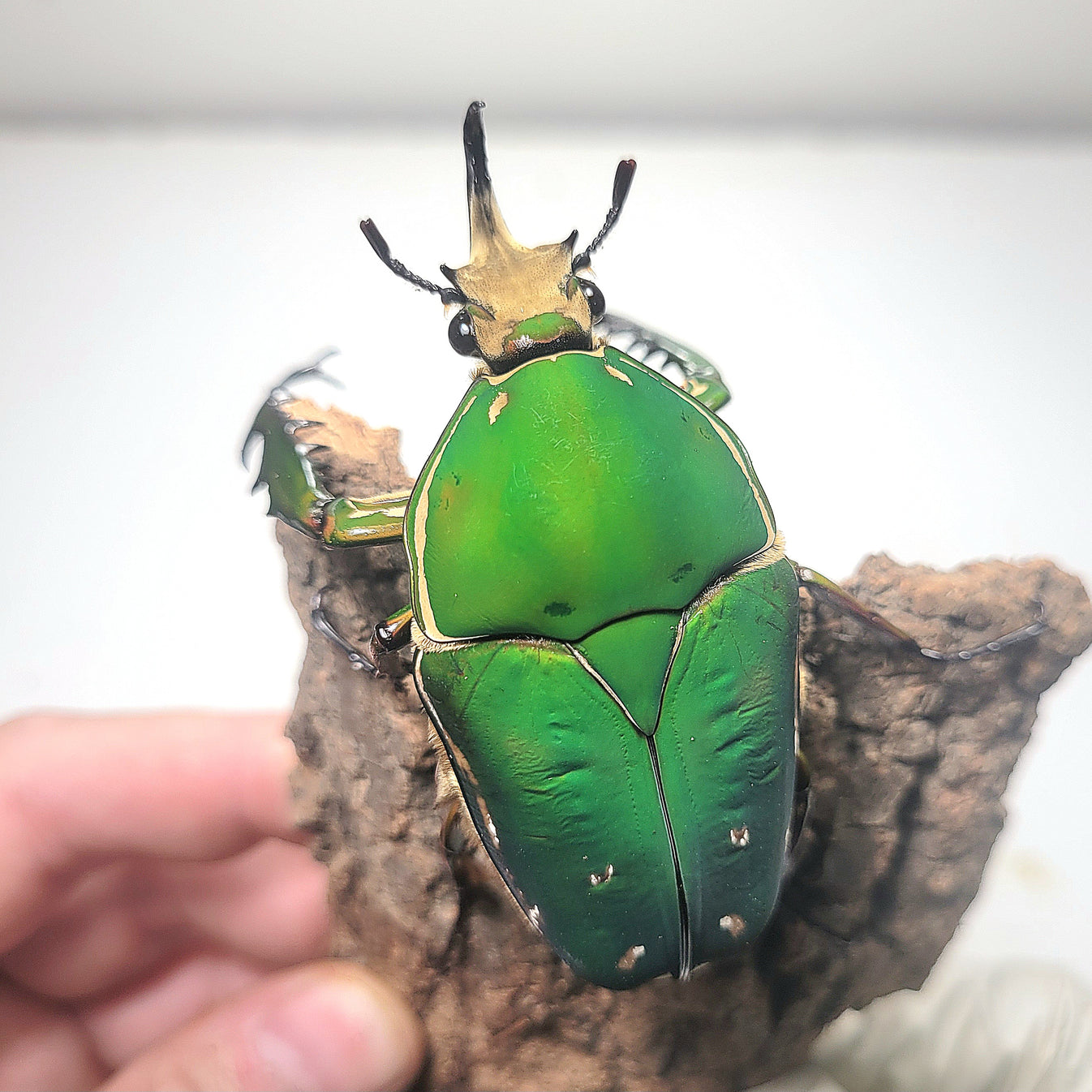 Mecynorrhina torquata immaculicollis – James' Beetle Farm