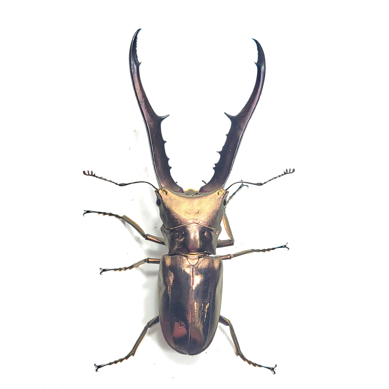 Metallic Stag Beetle (Cyclommatus metallifer finae) – James' Beetle Farm