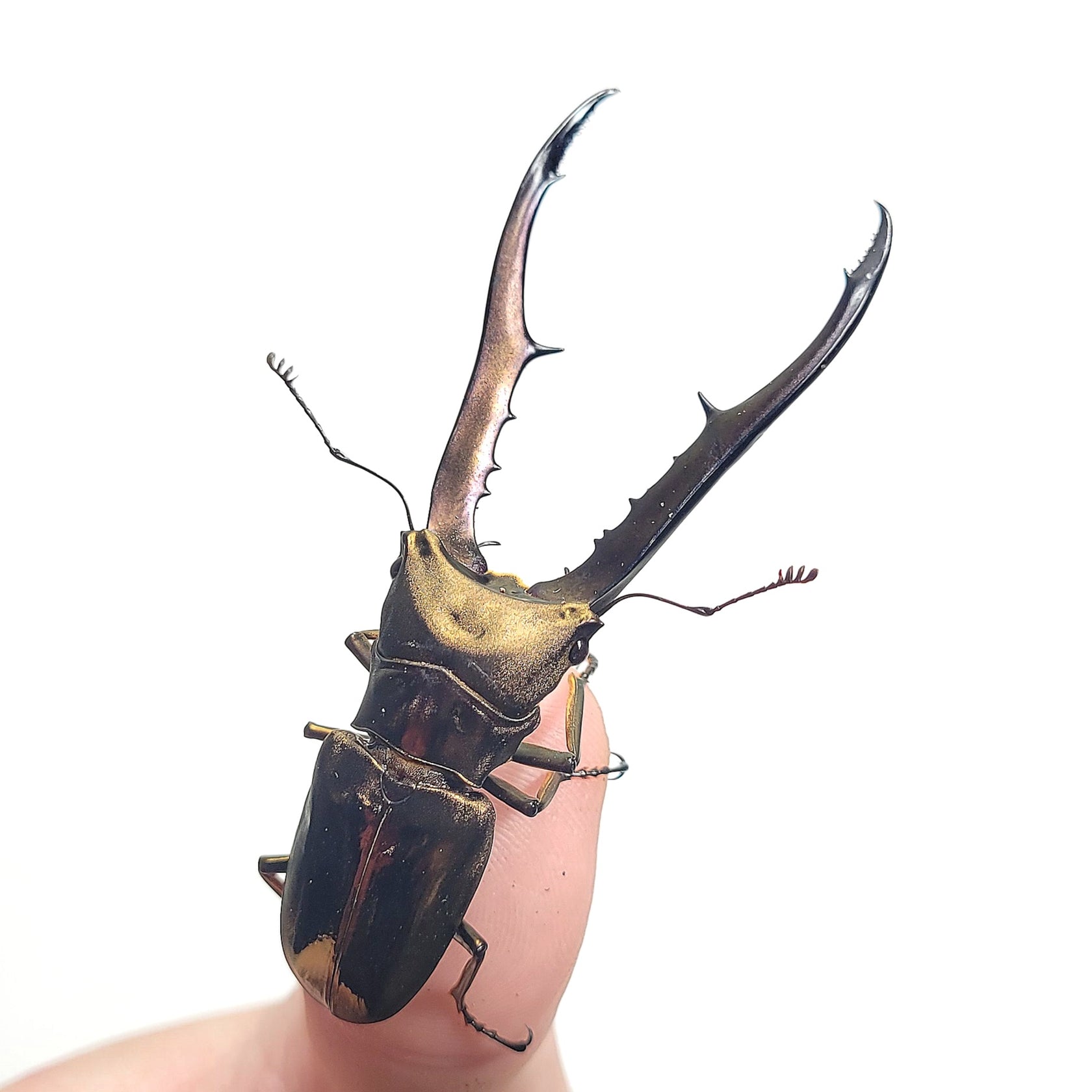 Metallic Stag Beetle (Cyclommatus metallifer finae) – James' Beetle Farm