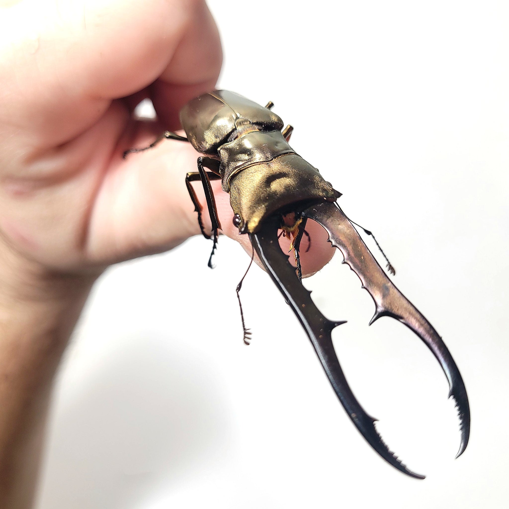 Metallic Stag Beetle (Cyclommatus metallifer finae) – James' Beetle Farm