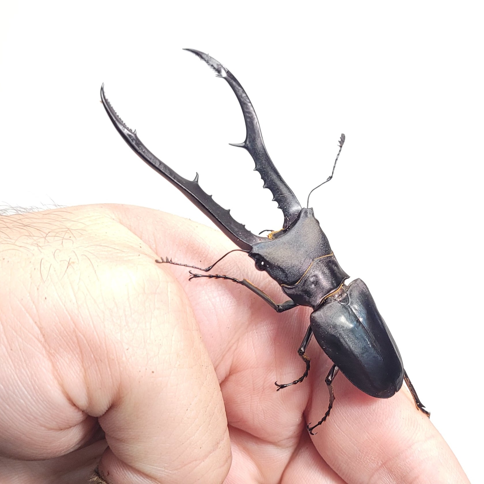 Metallic Stag Beetle (Cyclommatus metallifer finae) – James' Beetle Farm