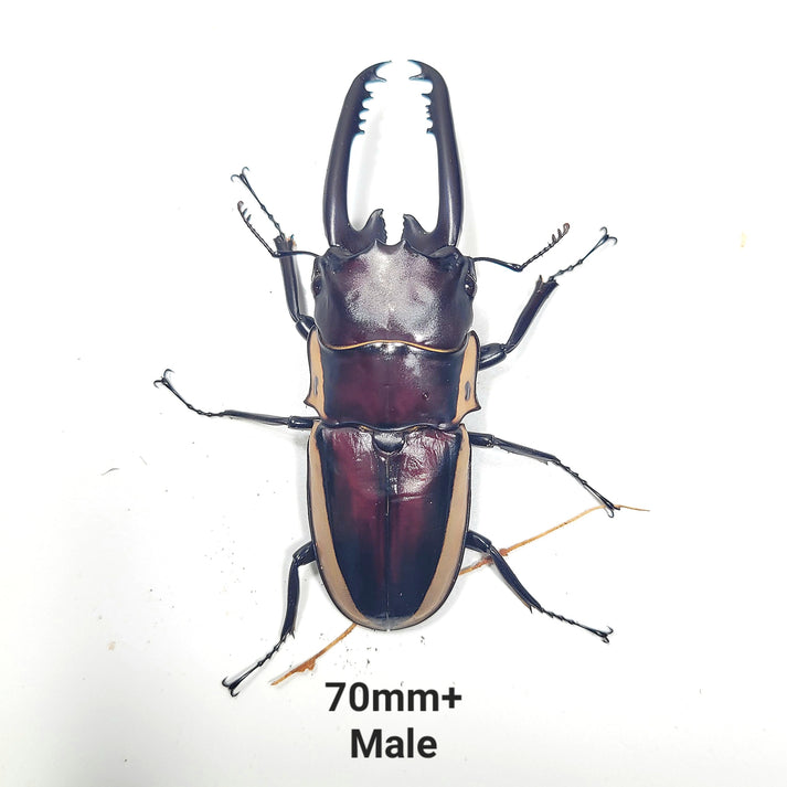 (On Sale!) Bison Sawtooth Stag Beetle (Prosopocoilus bison cinctus ...