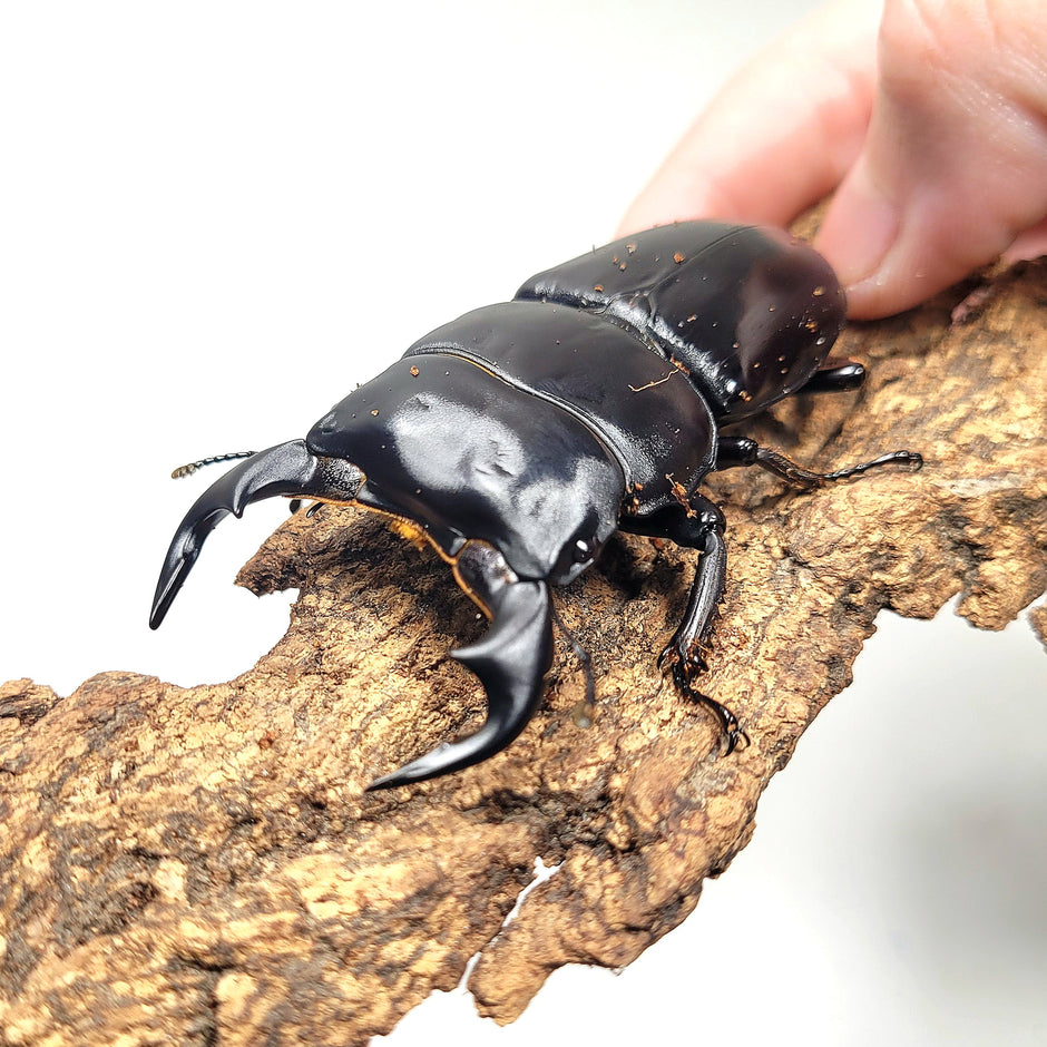 Buy Black Stag Beetles Online - Stag Beetles for Sale – James' Beetle Farm