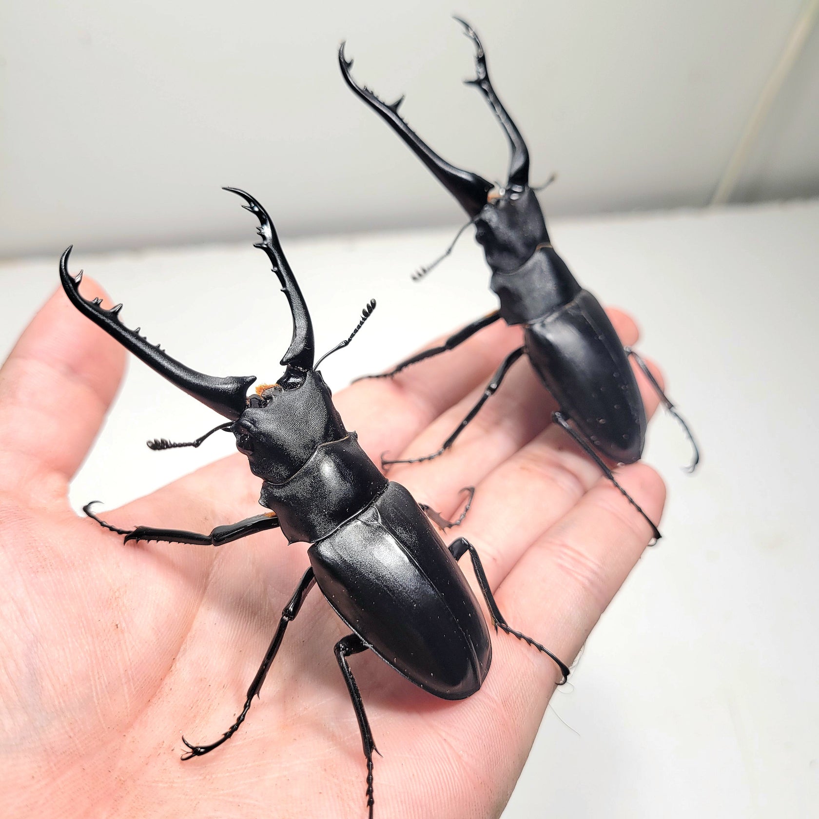 Giraffe Stag Beetle (Prosopocoilus giraffa keisukei) – James' Beetle Farm