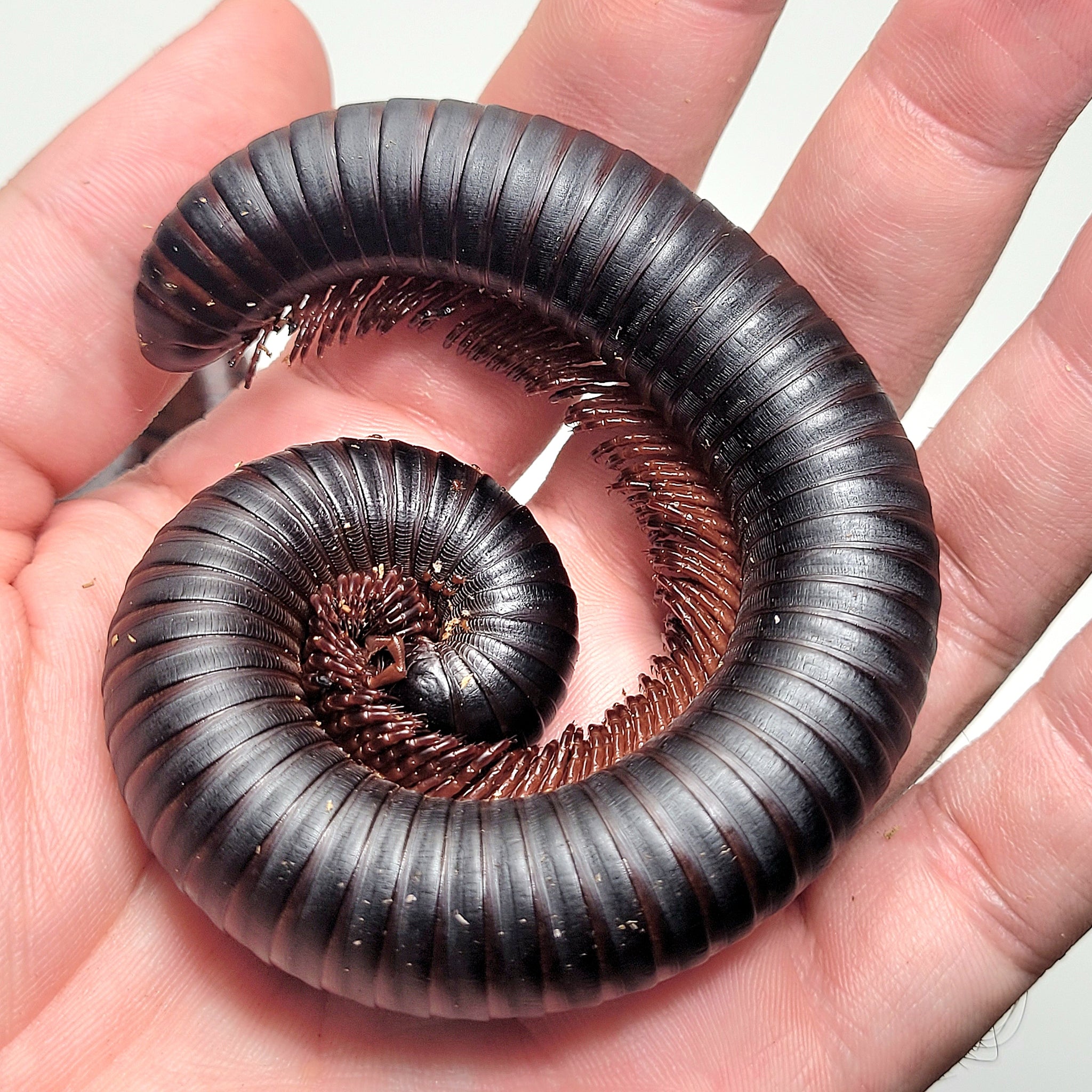 African Giant Millepede (Spirobolus caudulanus) – James' Beetle Farm