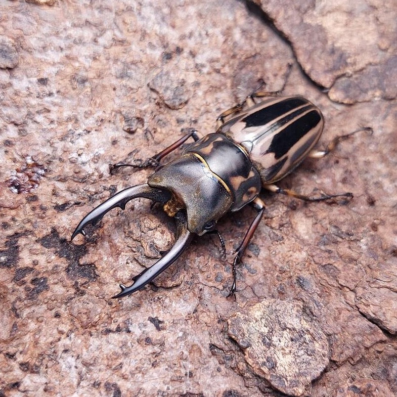 Zebra Sawtooth Stag Beetle (Prosopocoilus zebra) – James' Beetle Farm