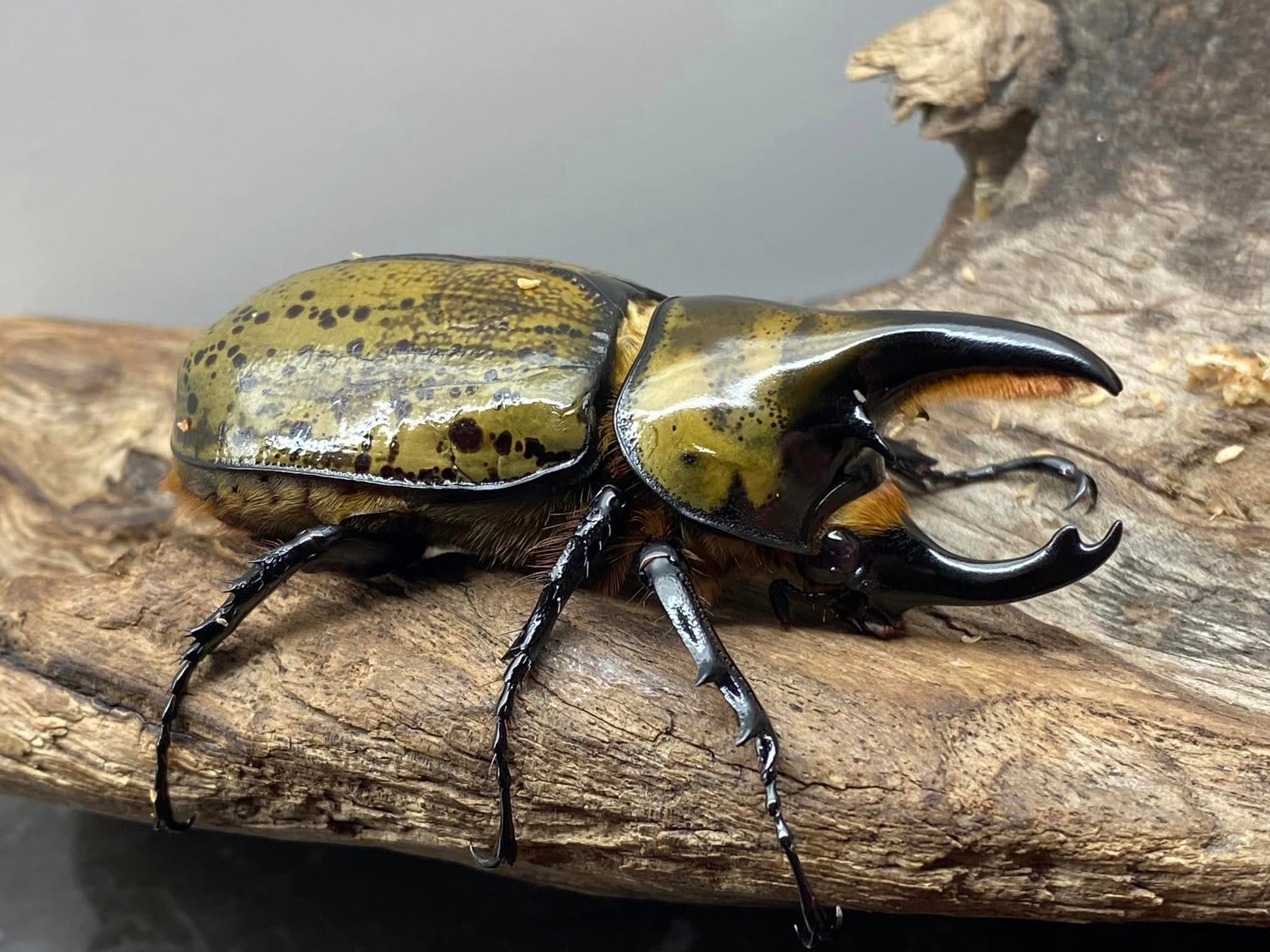Buy Eastern Hercules Beetle - Exotic Insects for Sale | James' Beetle Farm