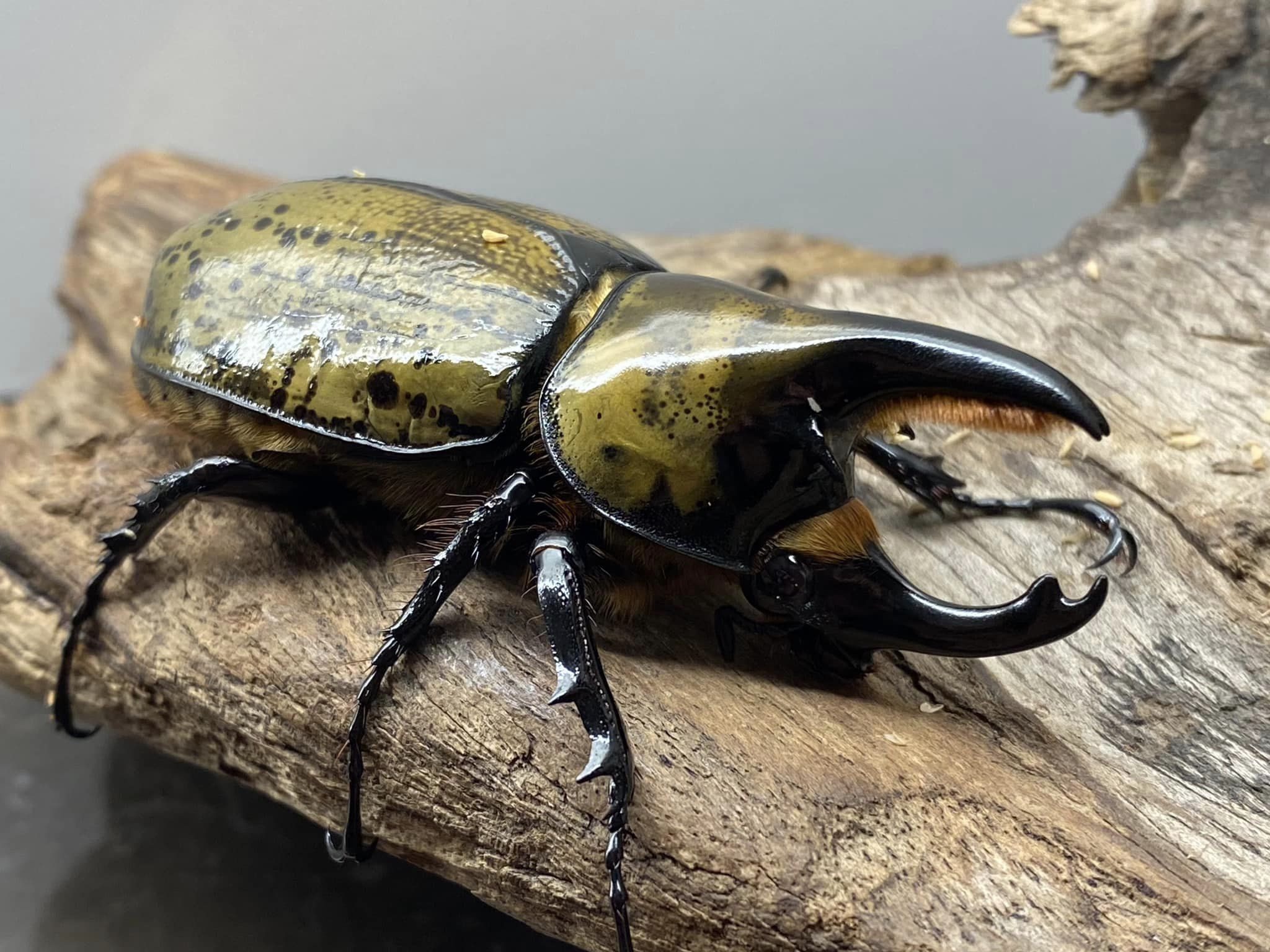 Buy Eastern Hercules Beetle - Exotic Insects for Sale | James' Beetle Farm