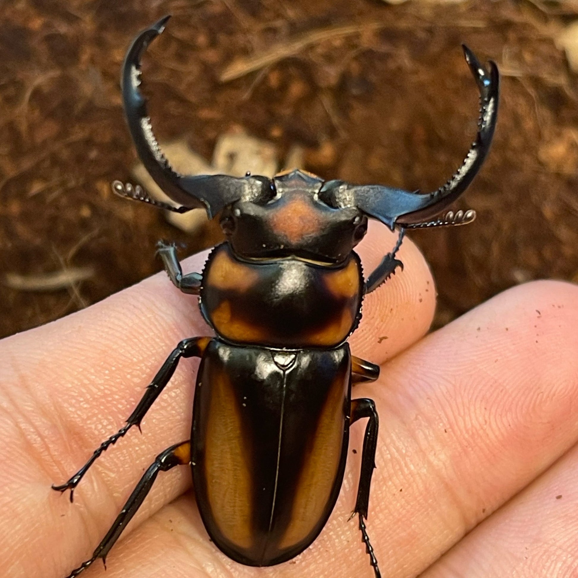 Rhaetulus crenatus speciosus – James' Beetle Farm