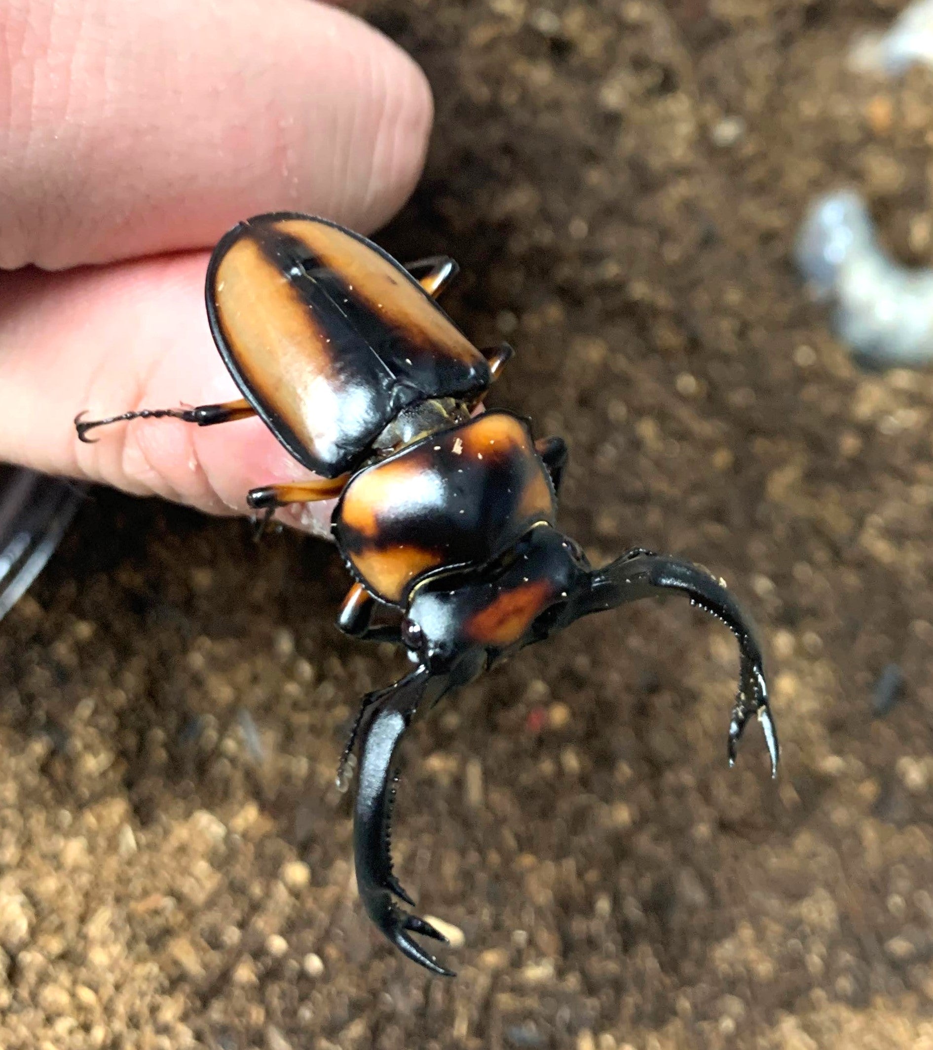 Rhaetulus crenatus speciosus – James' Beetle Farm