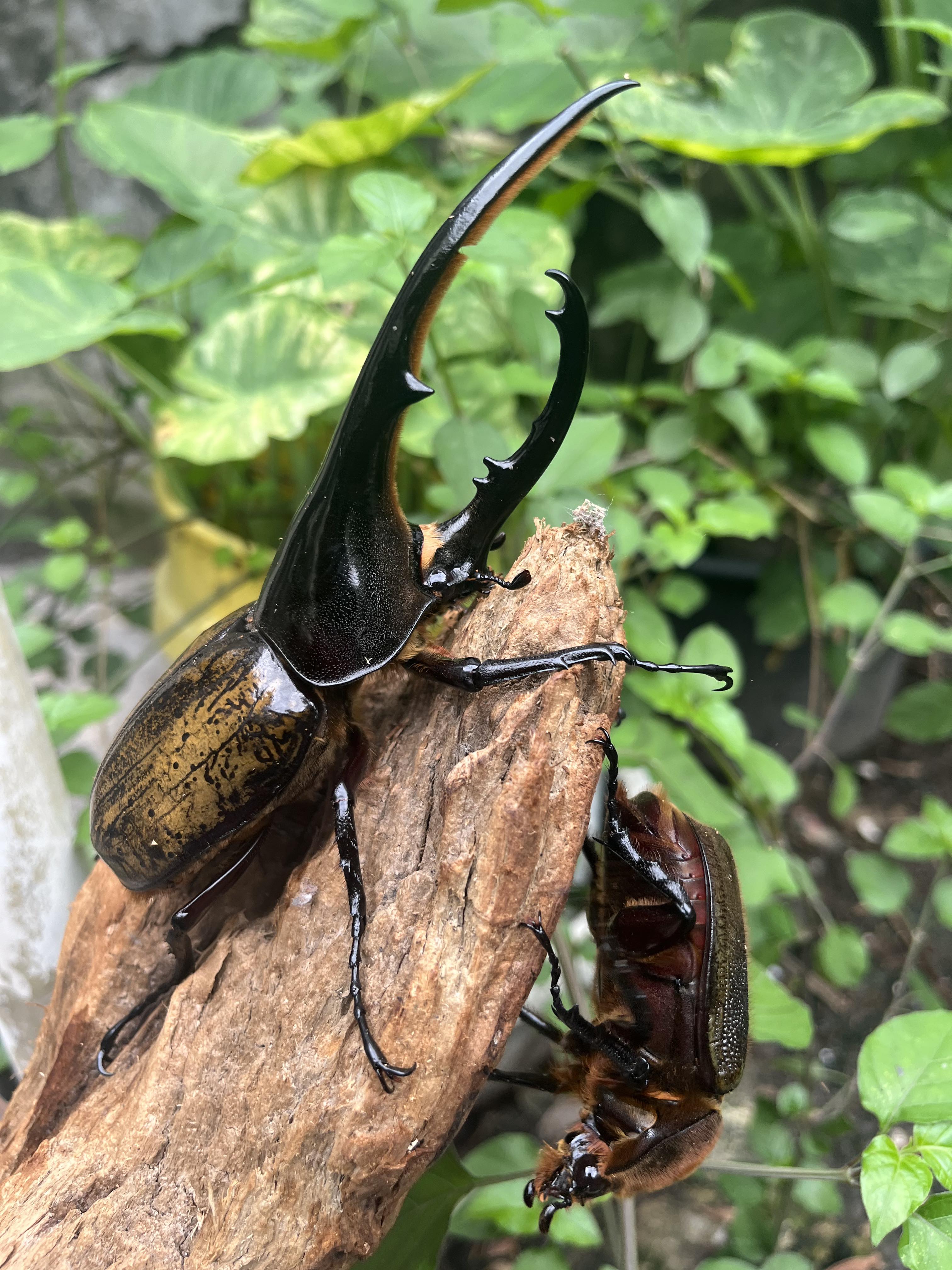 Dynastes Hercules Hercules for Sale online | James' Beetle Farm