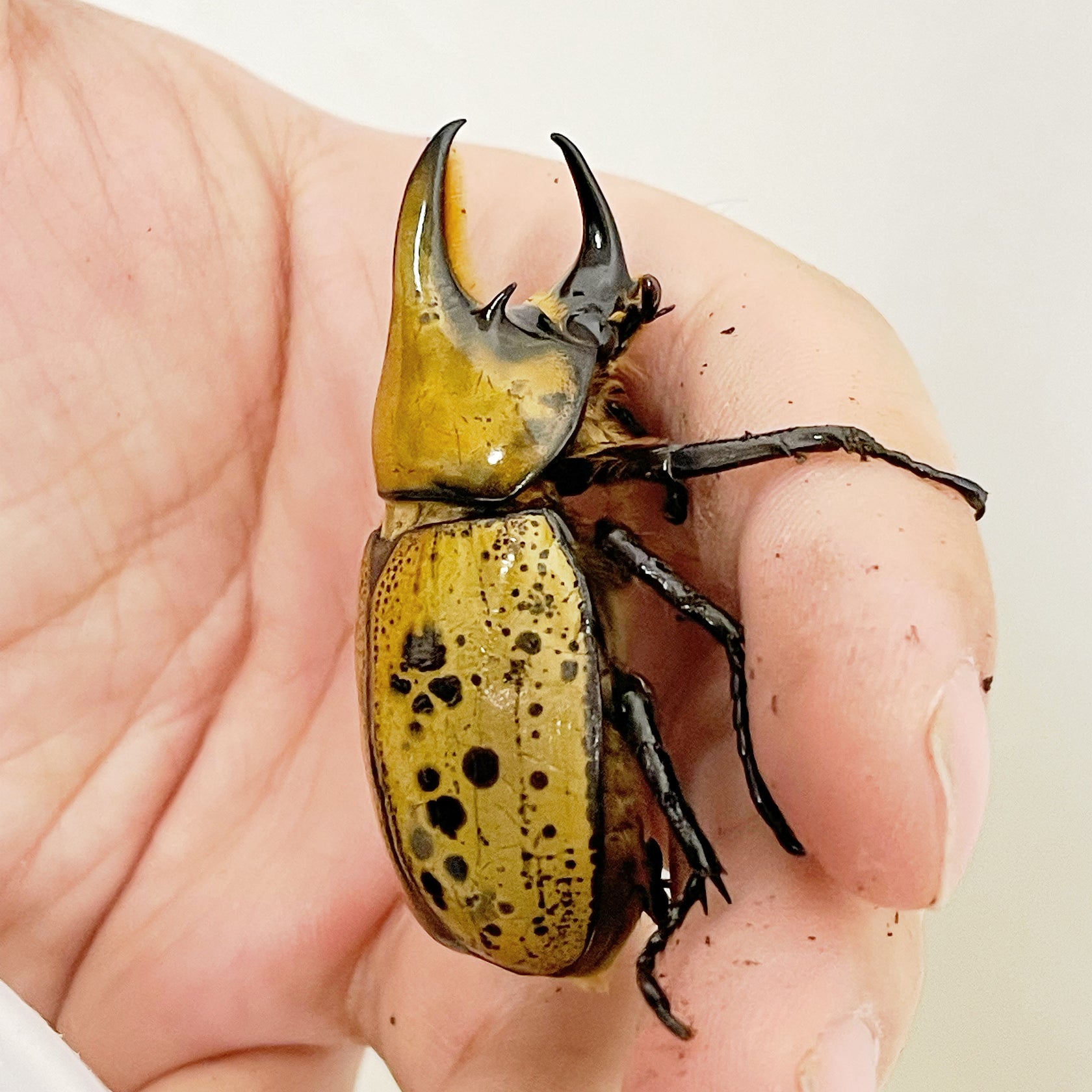 Buy Eastern Hercules Beetle - Exotic Insects for Sale | James' Beetle Farm