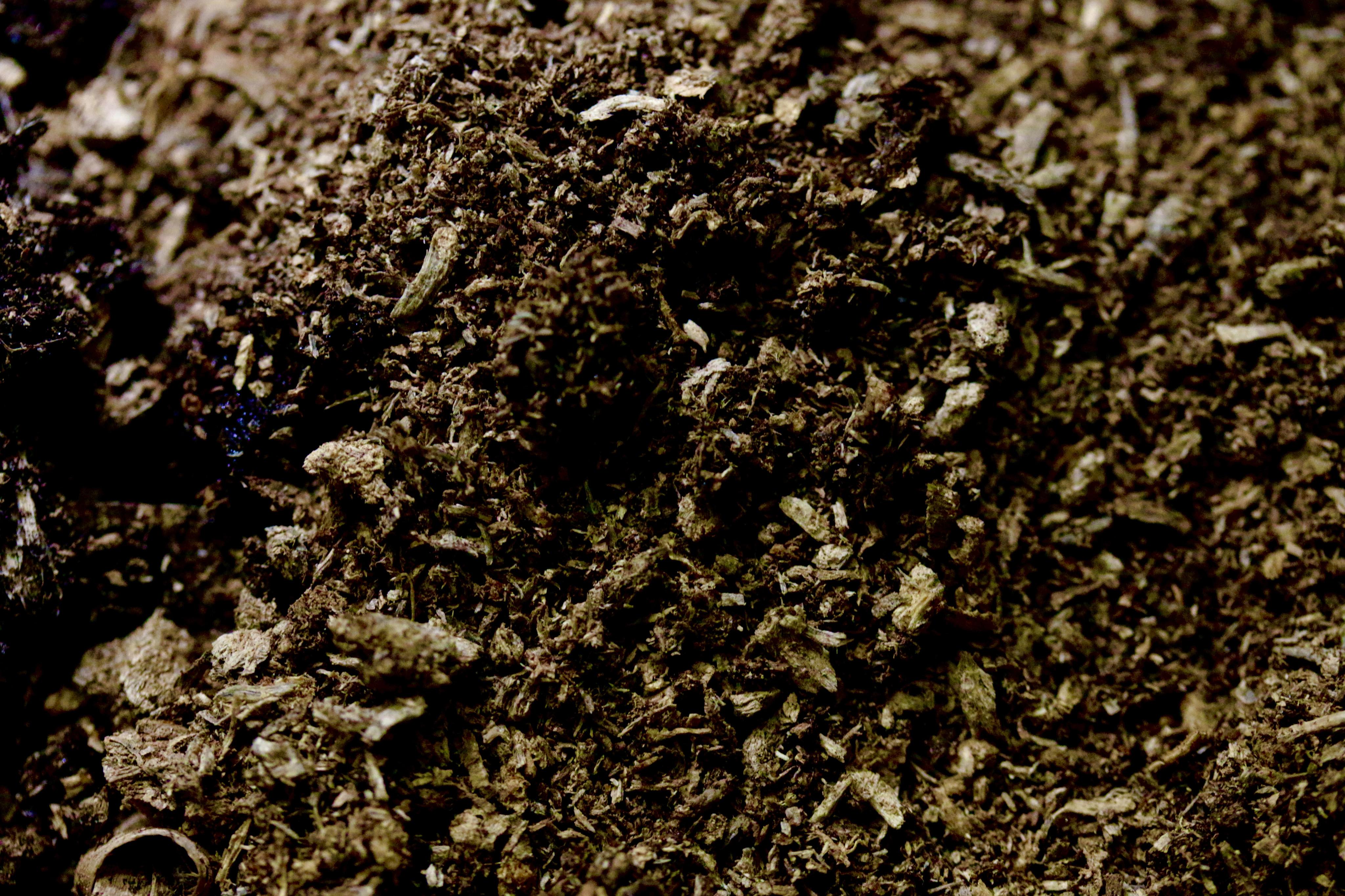 Buy Flake Soil Online for Your Beetles | James' Beetle Farm