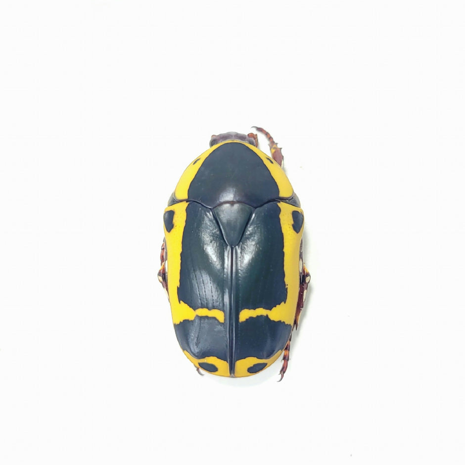 Live Beetles for sale Online USA – James' Beetle Farm