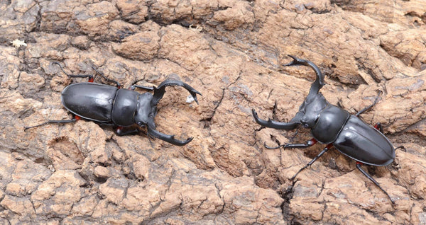 Red-legged Hart Stag Beetle (Rhaetulus crenatus ruburifemoratus ...
