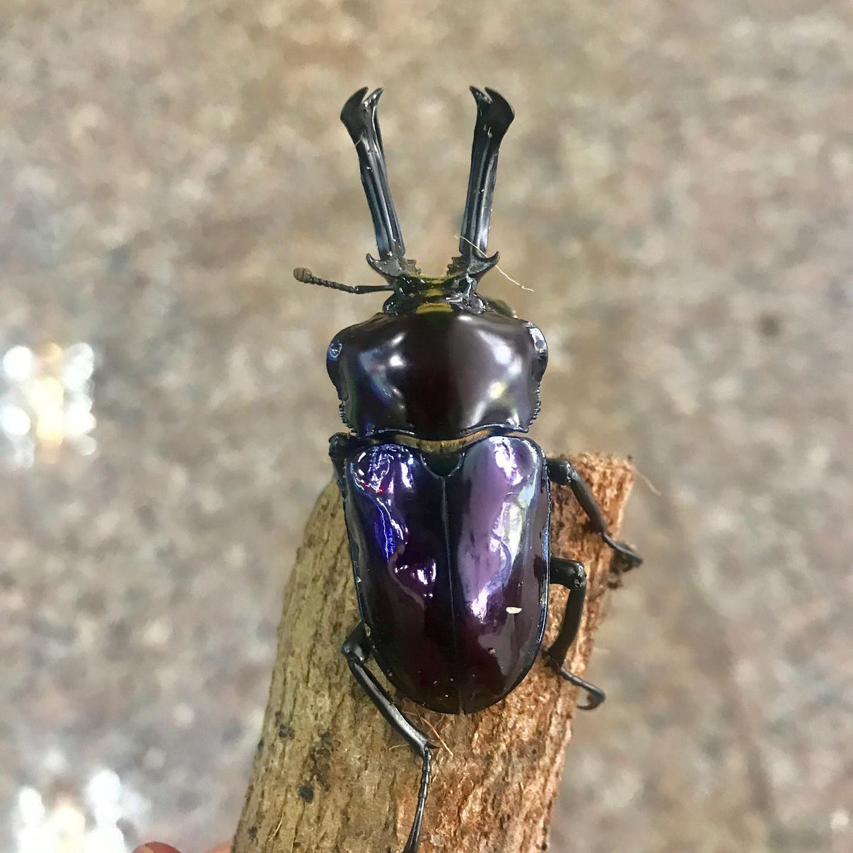 Buy Green Rainbow Stag Beetles at James' Beetle Farm
