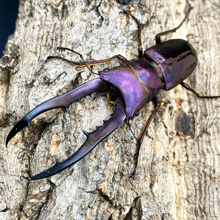 Buy Black Stag Beetles Online - Stag Beetles for Sale – James' Beetle Farm