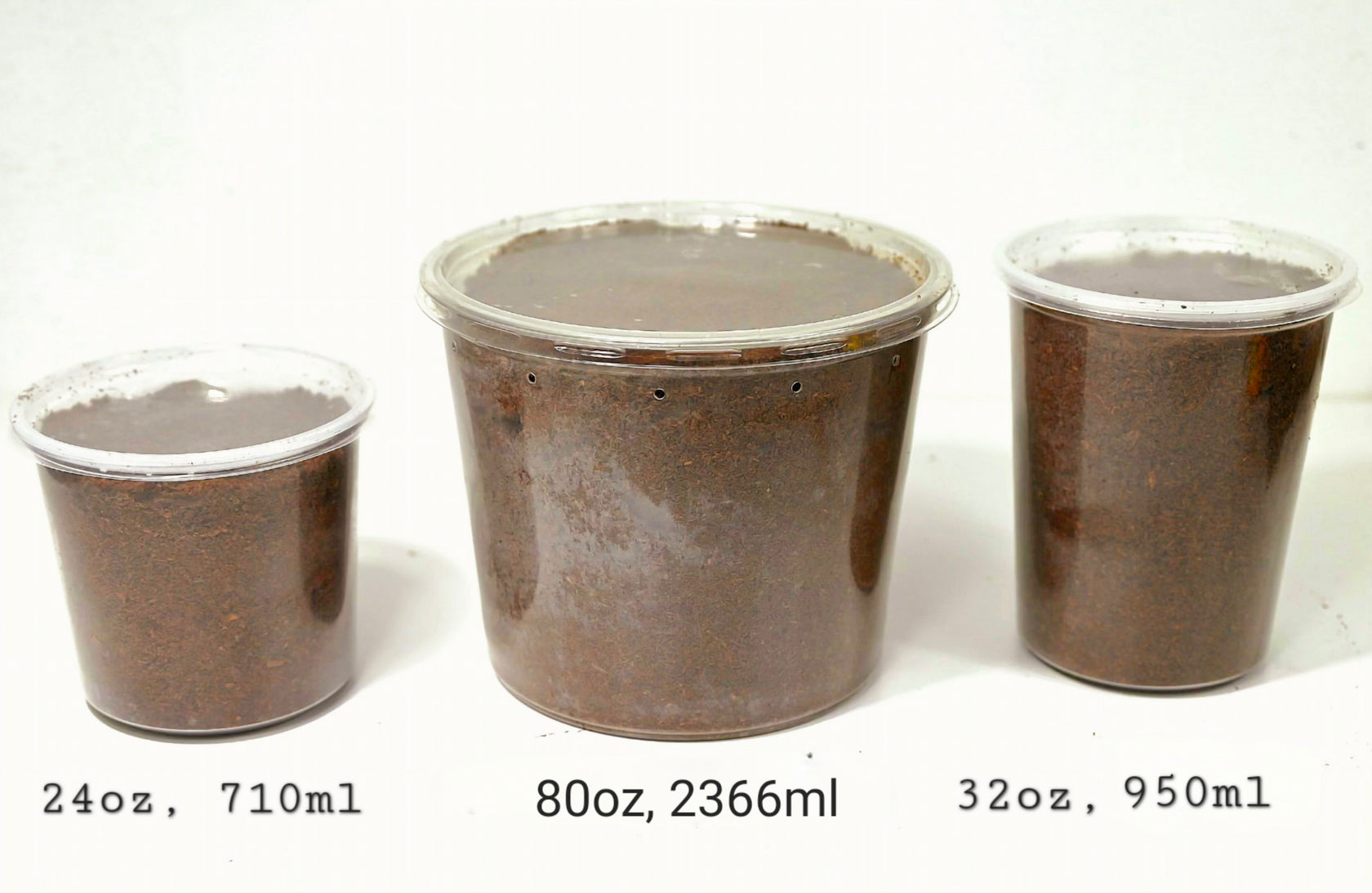 Larvae Kit – James' Beetle Farm