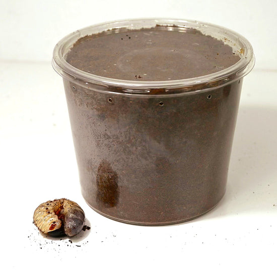 Larvae Kit – James' Beetle Farm