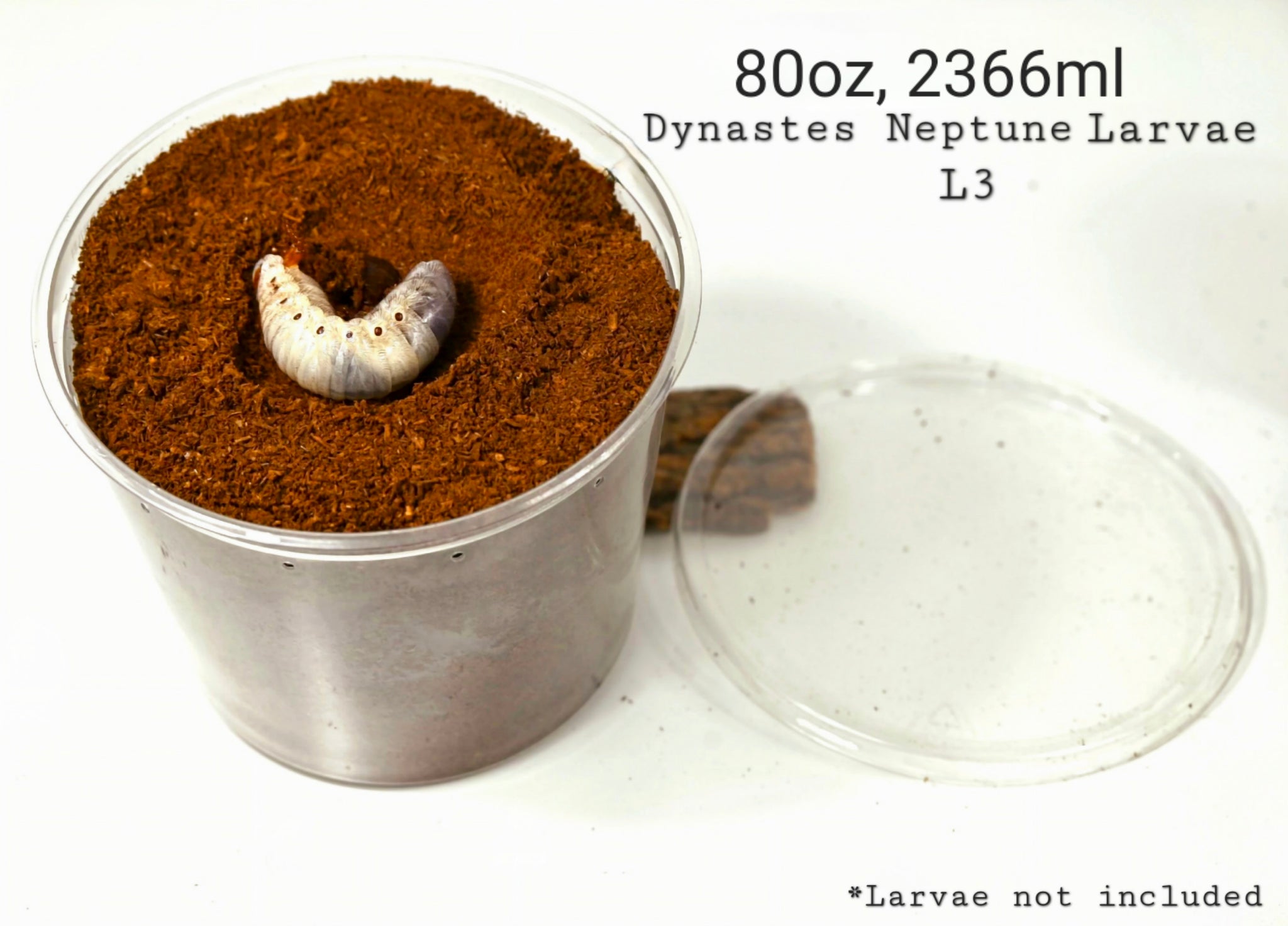 Larvae Kit – James' Beetle Farm