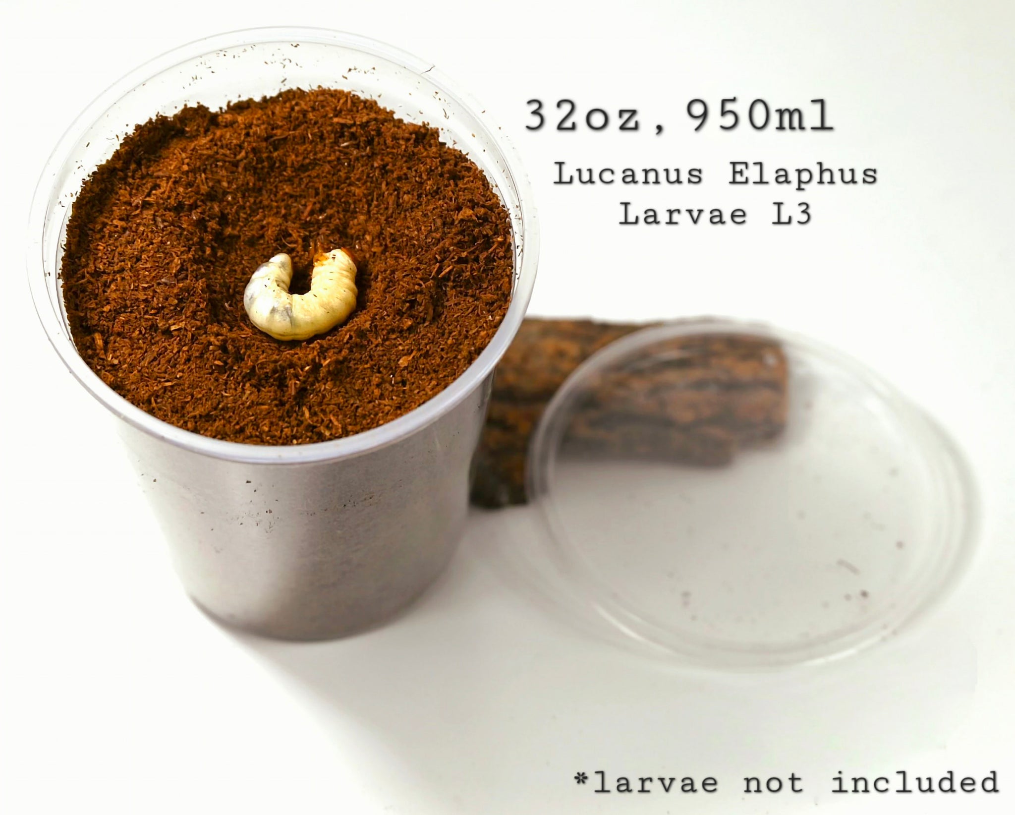 Larvae Kit – James' Beetle Farm