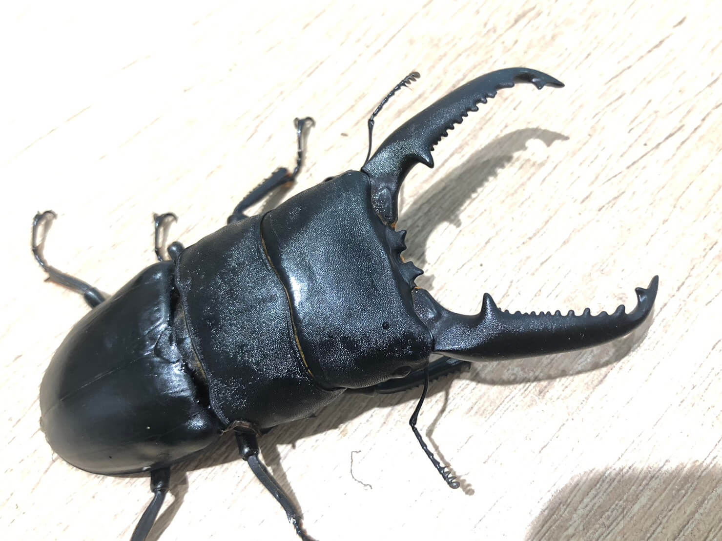 Dorcus titanus palawanicus (Palawan Stag Beetle) – James' Beetle Farm