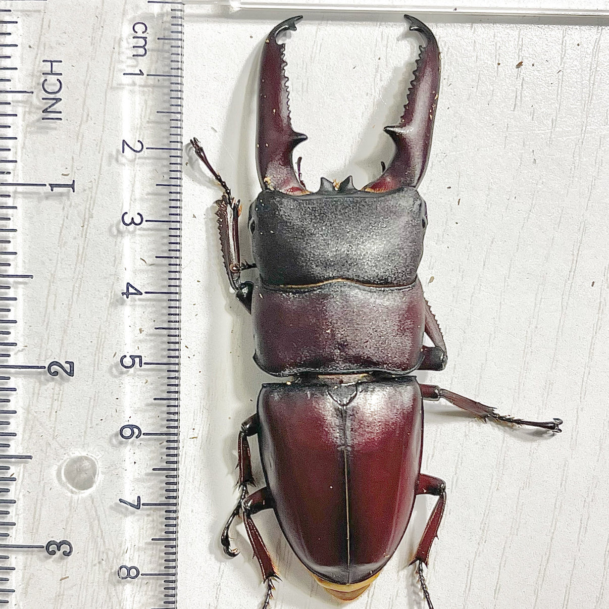 (On Sale!) Long-Jawed Black Stag Beetle (Dorcus Titanus castanicolor ...