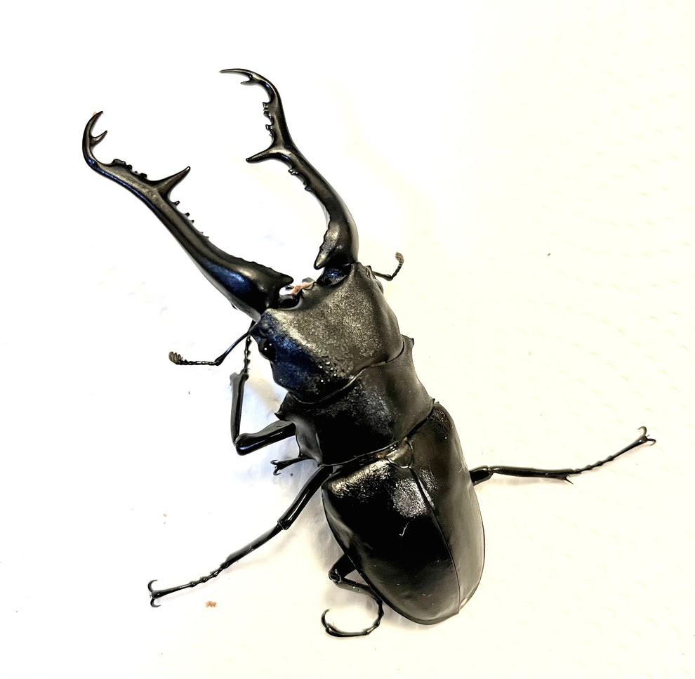 Giraffe Stag Beetle (Prosopocoilus giraffa keisukei) – James' Beetle Farm