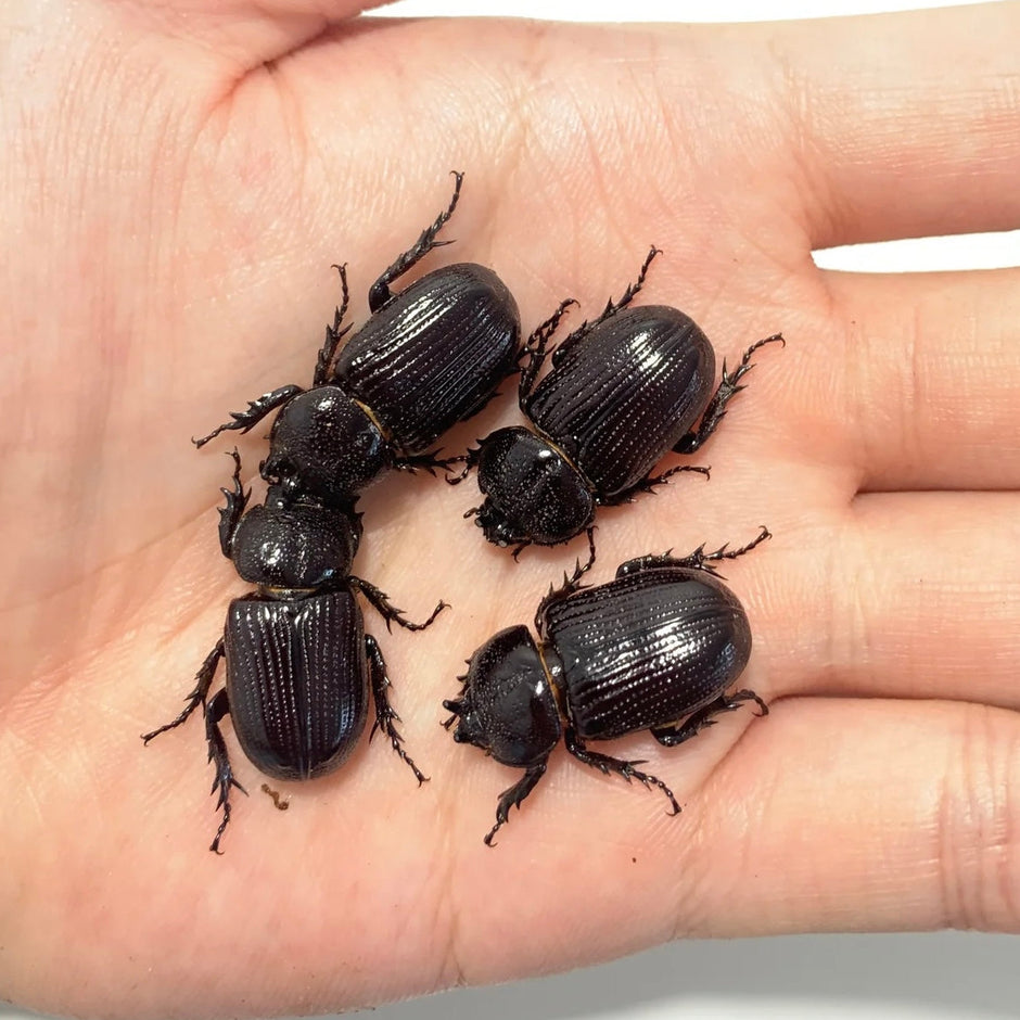 Buy Live Rhino Beetles Online - Rhino Beetles for Sale – James' Beetle Farm