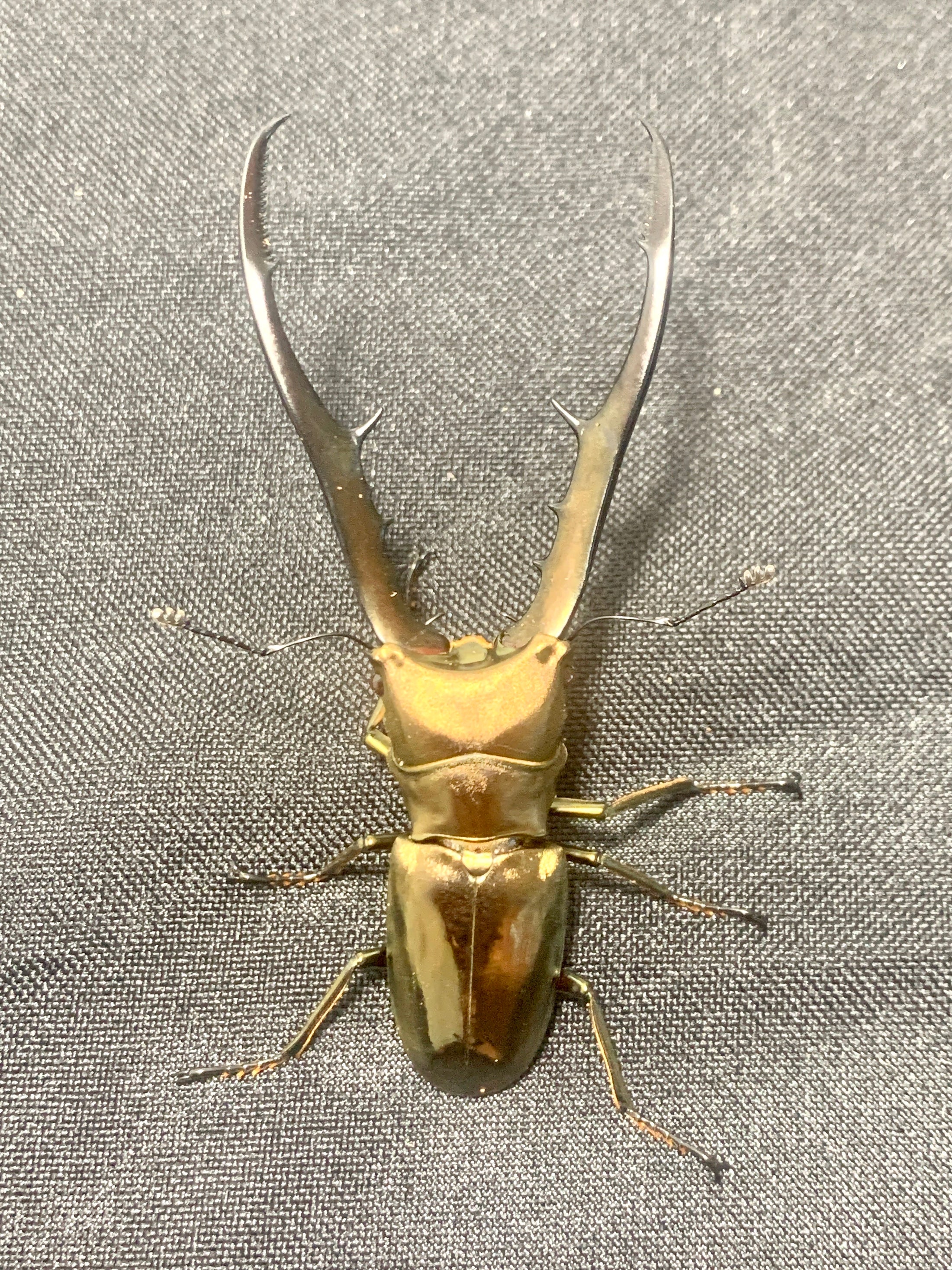 Metallic Stag Beetle (Cyclommatus metallifer finae) – James' Beetle Farm