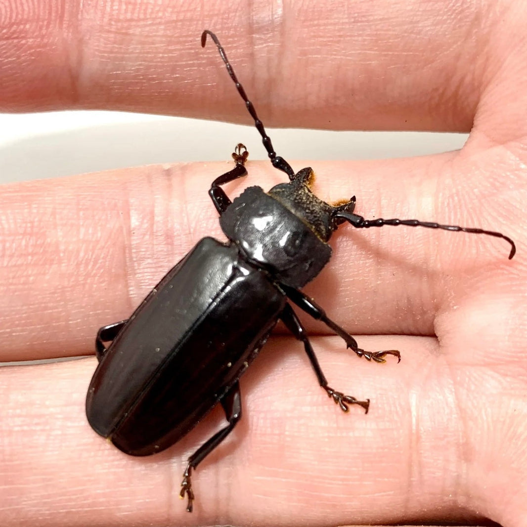 Other Beetles – James' Beetle Farm