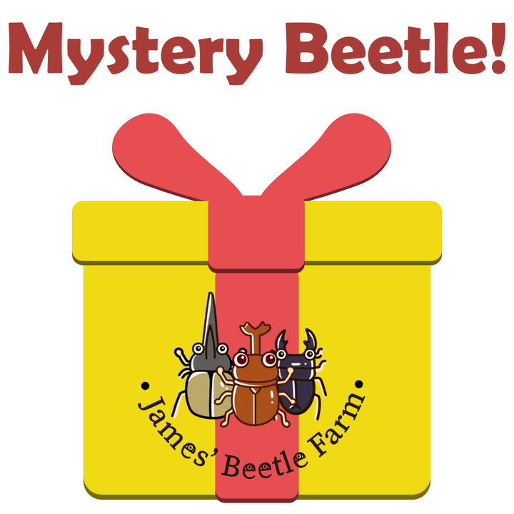 Featured Section – James' Beetle Farm