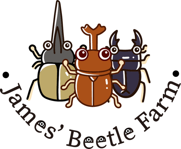 Discover Eastern Hercules Beetle and Stag Beetles | James Beetle Farm ...