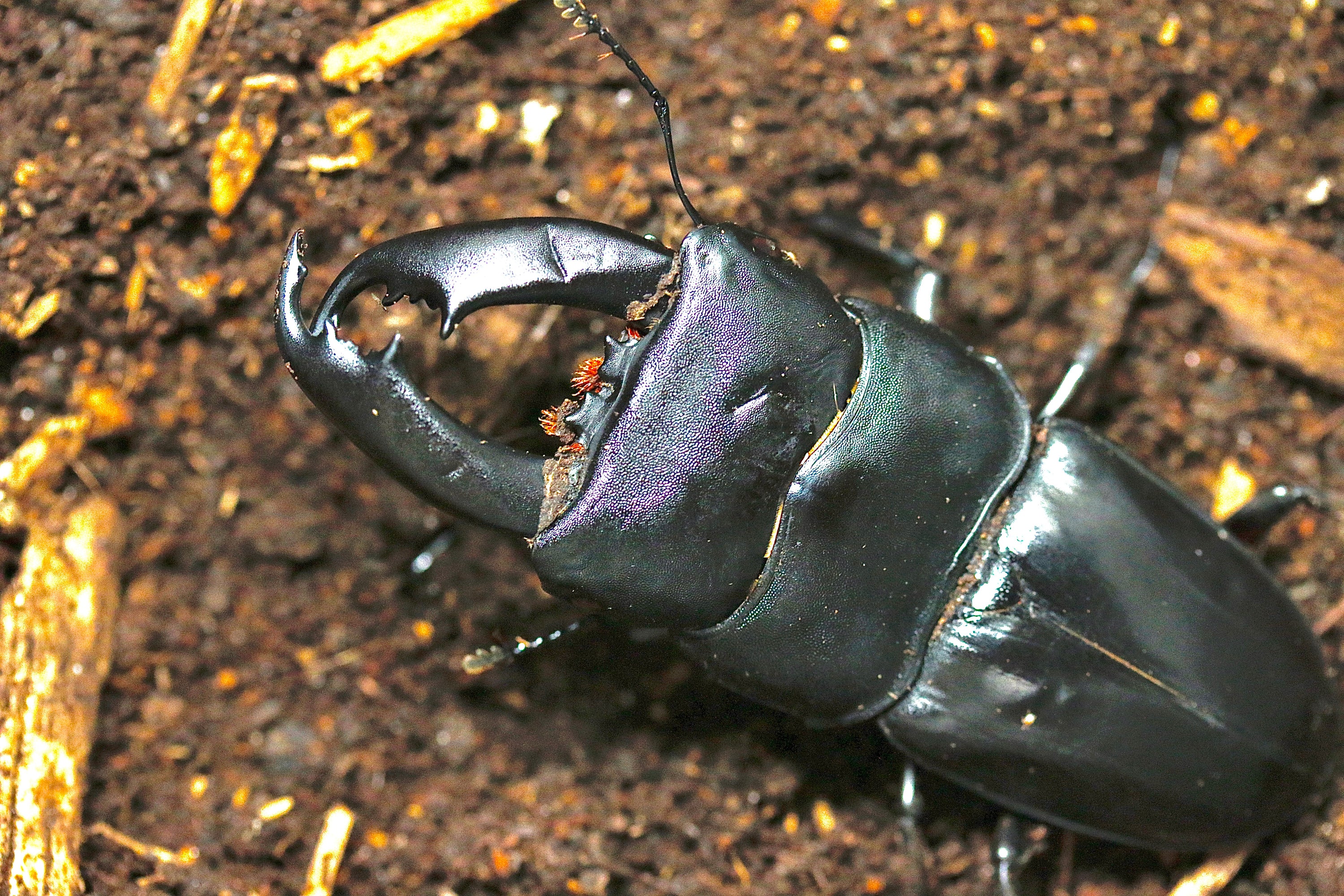 Live Beetles for sale Online USA – James' Beetle Farm