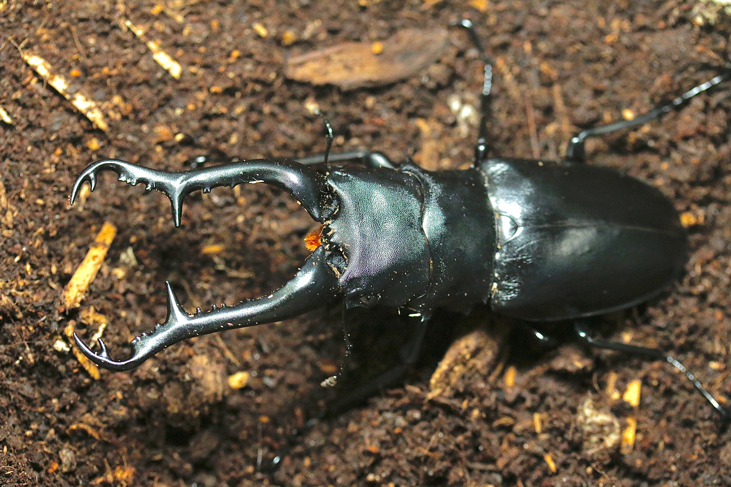 How to Breed Beetles – James' Beetle Farm