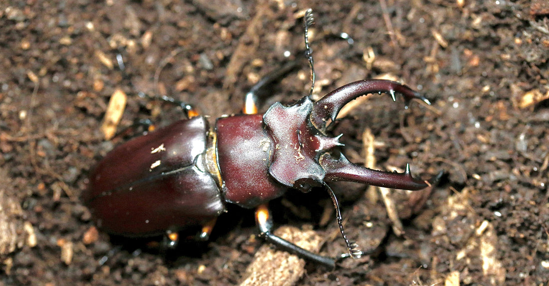 How to Breed Beetles – James' Beetle Farm