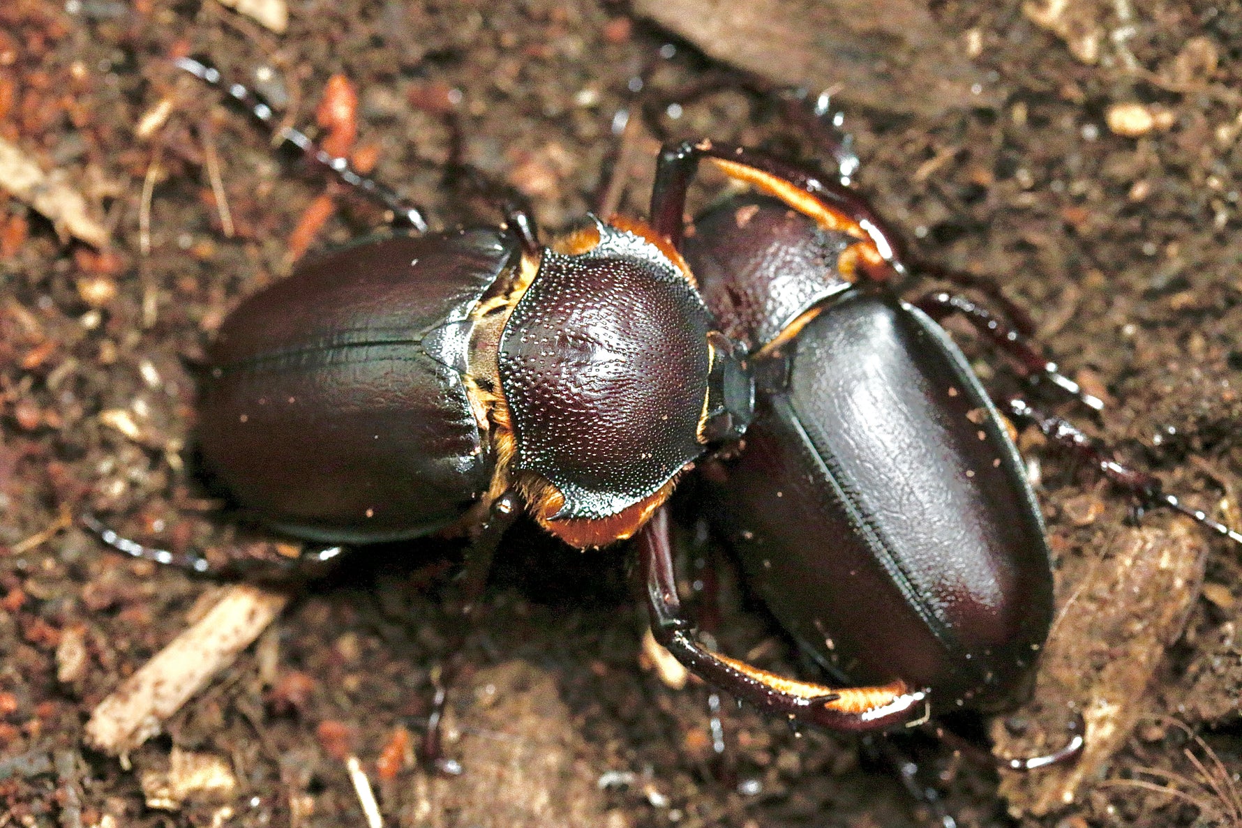 Live Beetles for sale Online USA – James' Beetle Farm