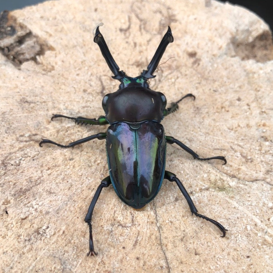 live Beetles for sale – James' Beetle Farm