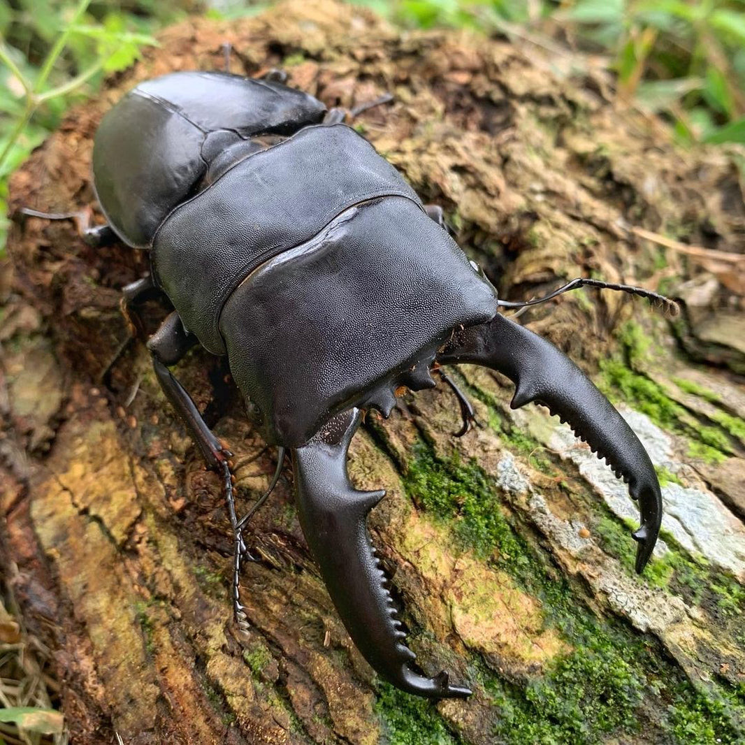 Buy Black Stag Beetles Online - Stag Beetles for Sale – James' Beetle Farm